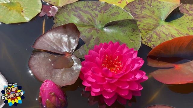 Нимфея Pink Cake (Розовое пирожное) кувшинка, waterlily, водные растения, пруд