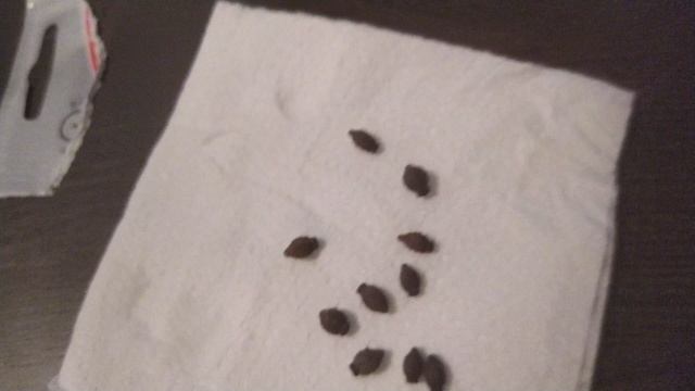 Семена МИРАБИЛИС "Белый Леденец " распаковка с Валдбериз