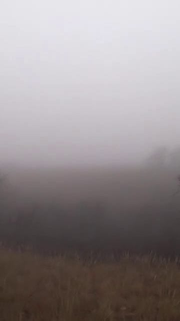 Первый вальдшнеп #shorts