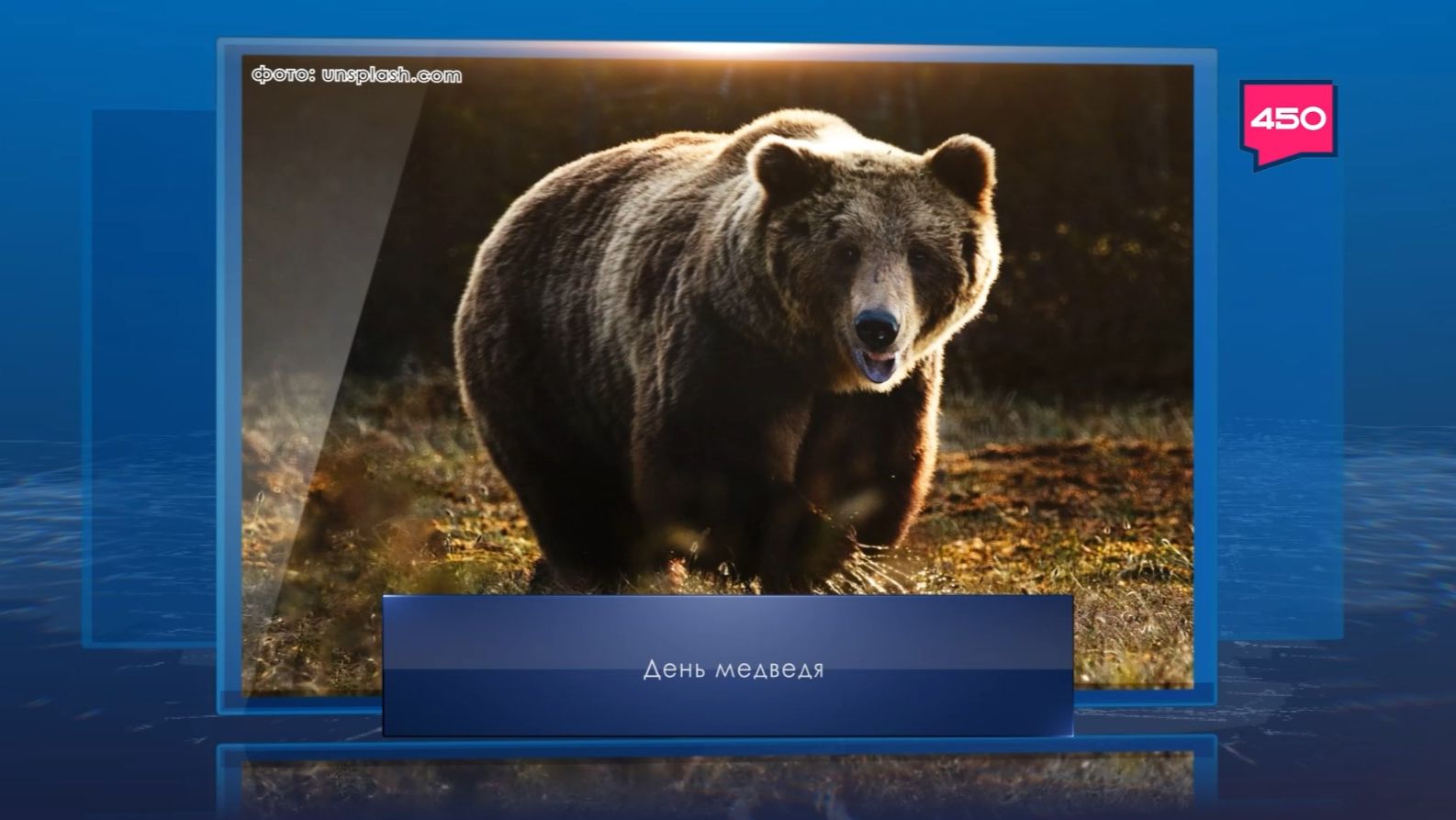 День медведя. Календарь Губернии от 13 декабря