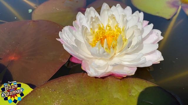 Нимфея Snow Lady (Снежная леди) кувшинка, waterlily, водные растения, пруд