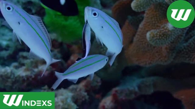 Вечерняя медитация: Найти покой в центре бури для хорошего  сна