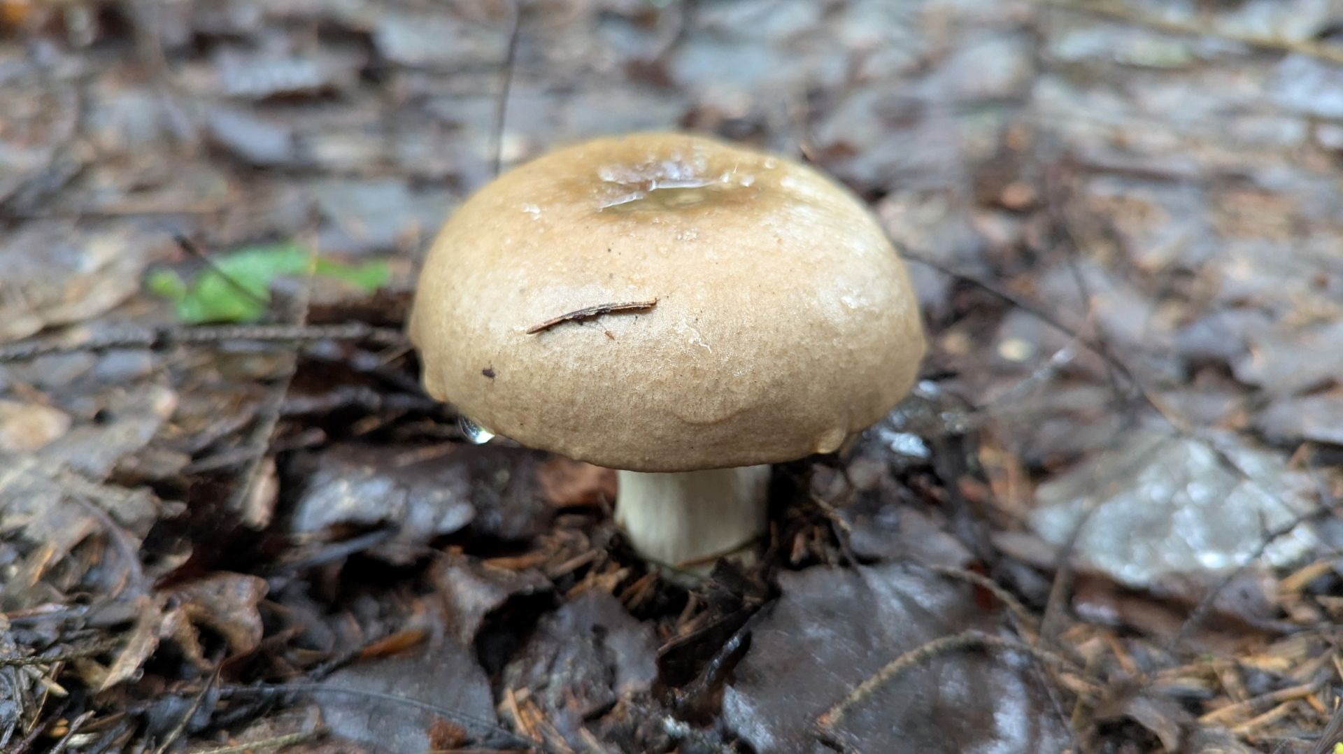 Сыроежка родственная (Russula consobrina). Как выглядит гриб на месте произрастания.