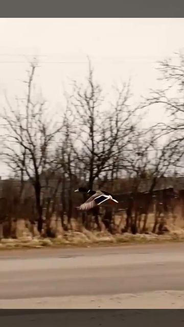 утка в палëте