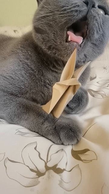 Кот 10 000 кадров секунду. Замедленная съемка