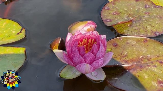 Нимфея Red Apple (Красное яблоко) кувшинка, waterlily, водные растения, пруд