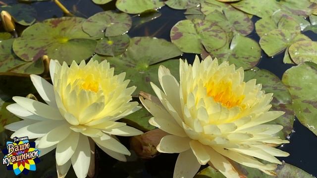 Нимфея Sri Nuan (Шри Нуан) кувшинка, waterlily, водные растения, пруд