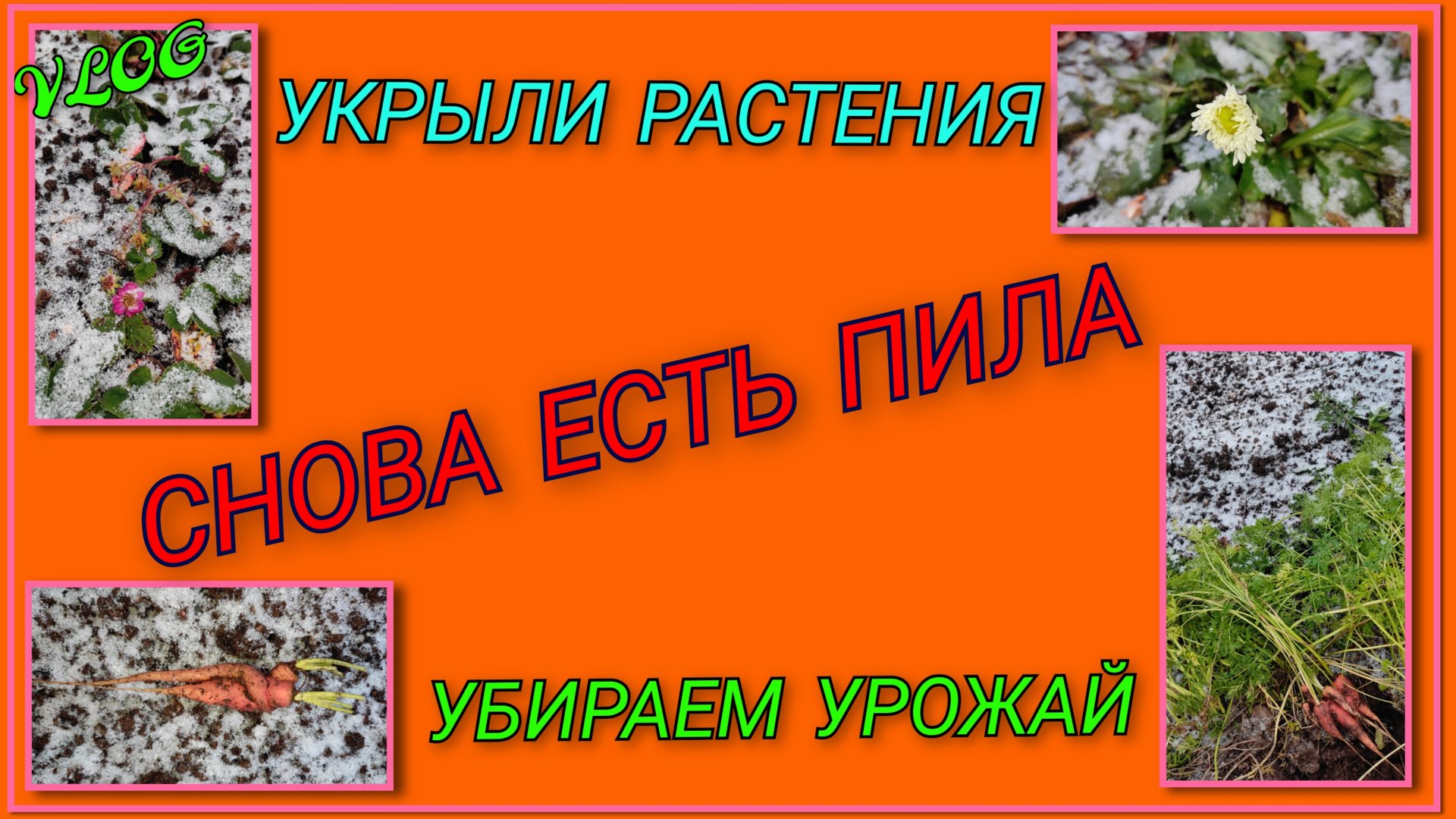 🍒 Укрыли растения на зиму/ Выкапываю морковь и убираю кинзу/ У нас снова есть пила/ Не допилили...