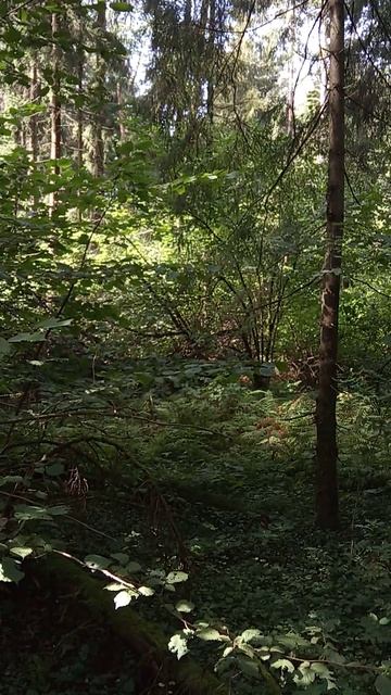 Лес густой с орешником легкий ветерок