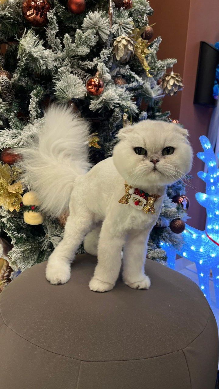 Новогодний краш