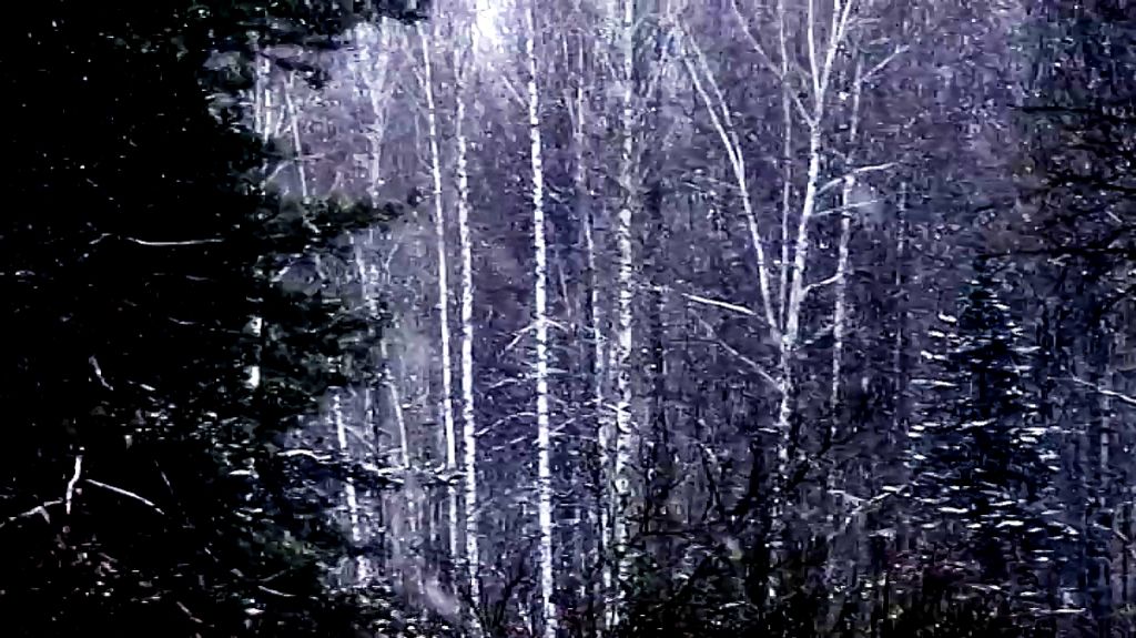 Снегопад в лесу