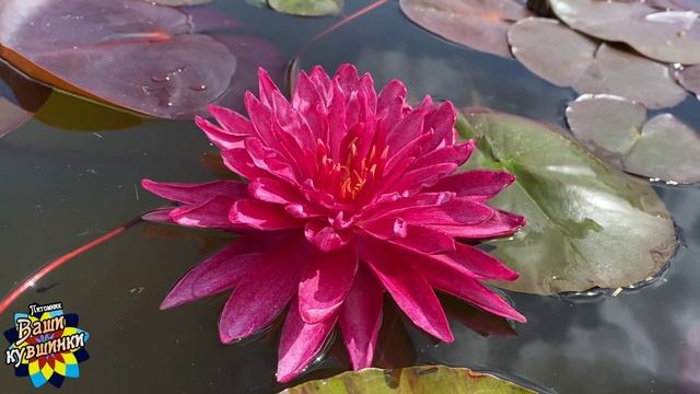 Нимфея Stromboli (Стромболи) кувшинка, waterlily, водные растения, пруд