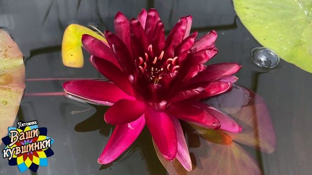 Нимфея Black Magic (Черная магия) кувшинка, waterlily, водные растения, пруд