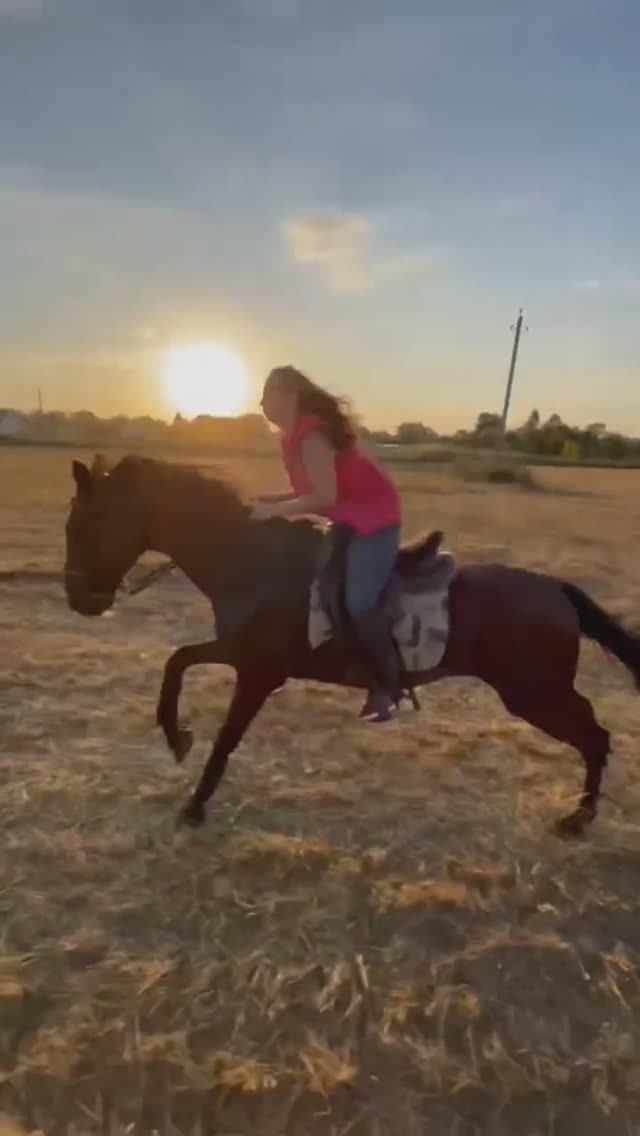 Орловский рысак уходит в закат