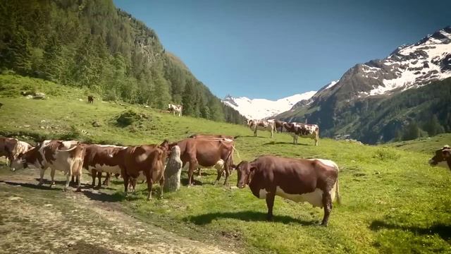 Как коровы победили оспу.