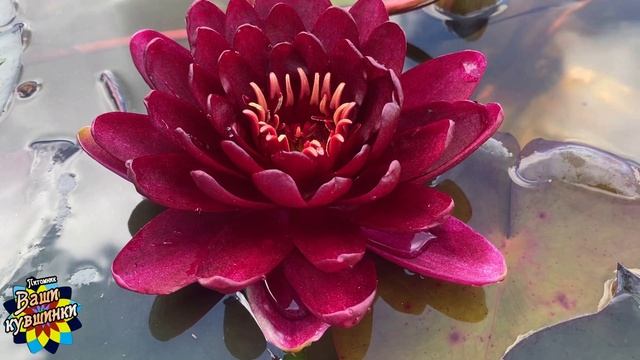 Нимфея Craneberry (Клюква) кувшинка, waterlily, водные растения, пруд