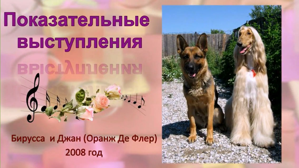 Показательные выступления клуба  Кинолог .  2008 г.