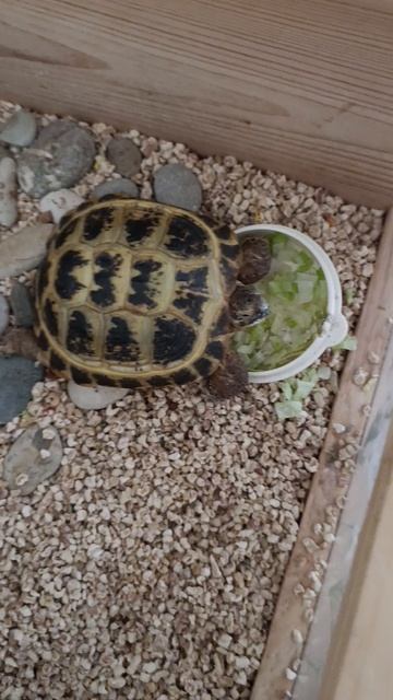 моя черепаха 🐢