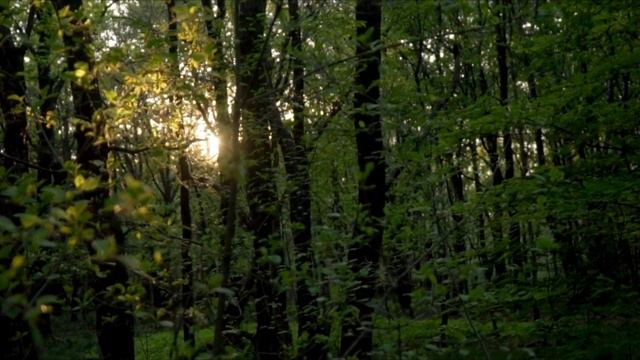 Звуковая терапия: лес для глубокой релаксации