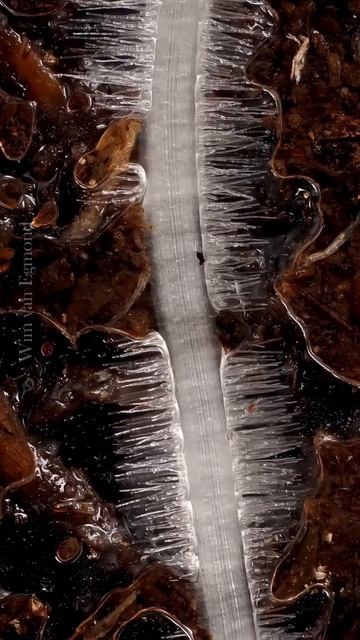 Процесс роста корня растения