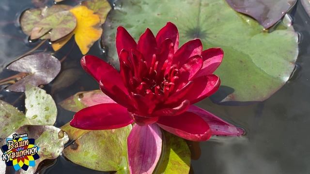 Нимфея Carmen (Кармен) кувшинка, waterlily, водные растения, пруд