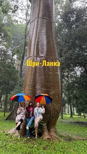 Йога-Аюрведа тур на Шри-Ланку