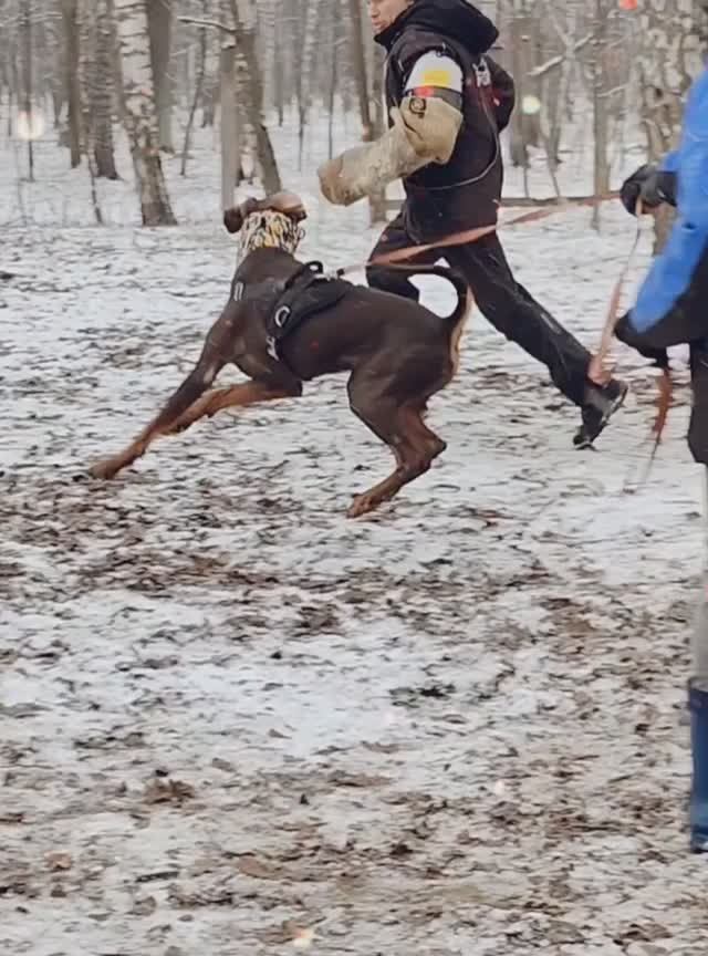 Румынский Доберман из московского питомника, защита. Некупированная собака служебной породы, Россия.