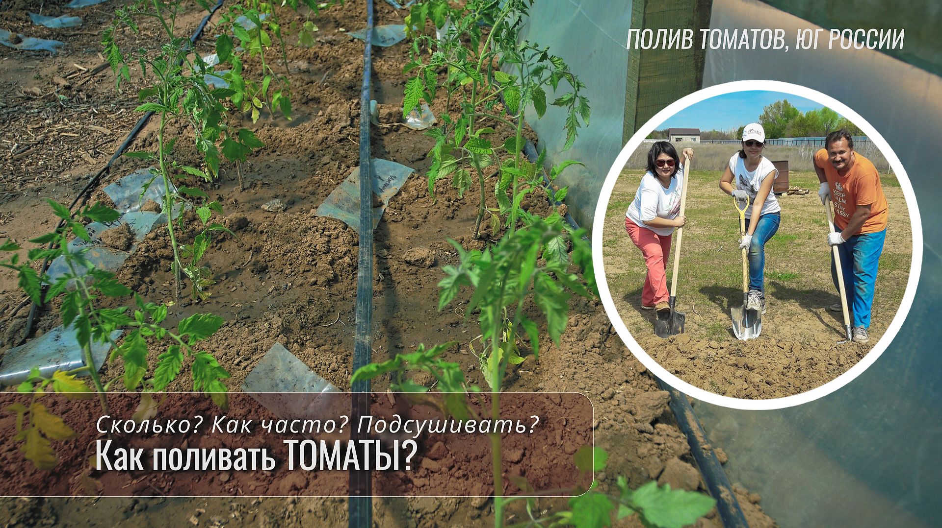 Поливаем томаты правильно? Юг России, капельный полив.