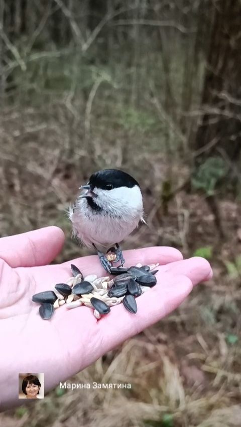 Гаичка в лесу.