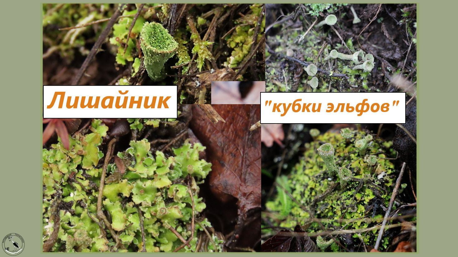 Лишайник песчаная кладония или кубки эльфов