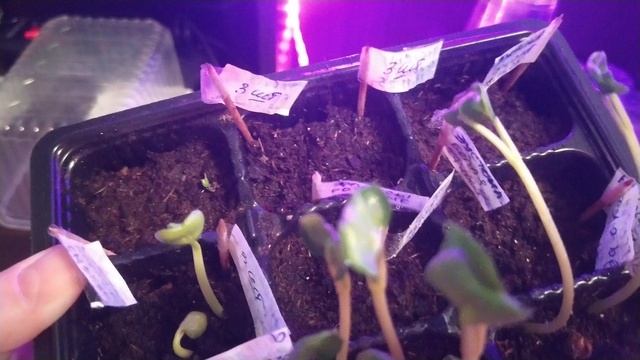 Посев на рассаду дома, в ноябре