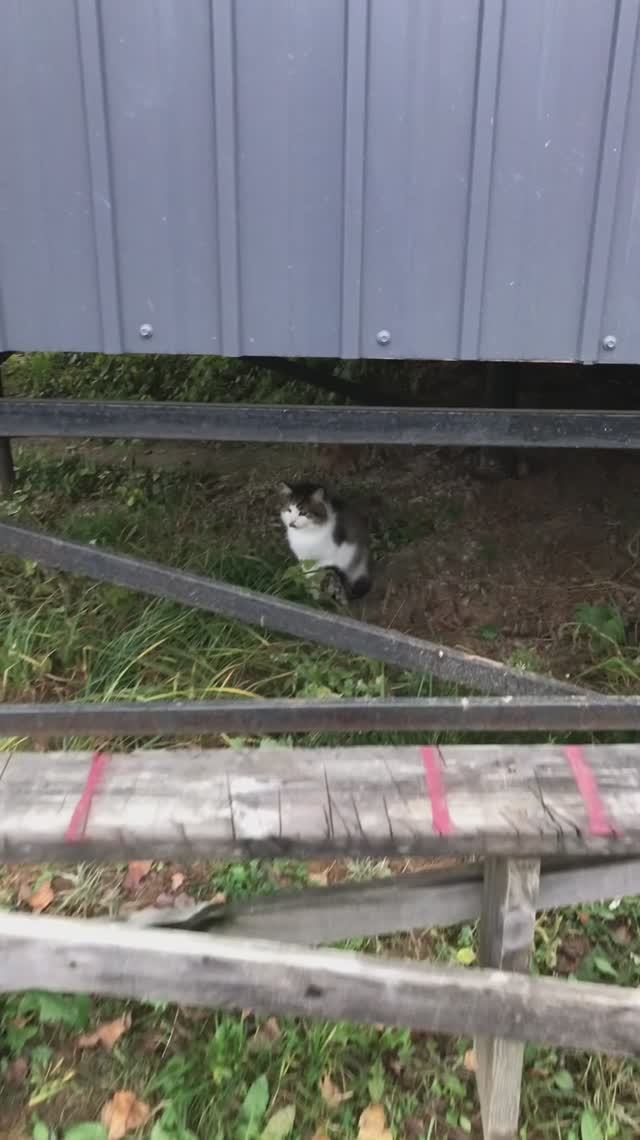 Самый умный кот Мася ❤️