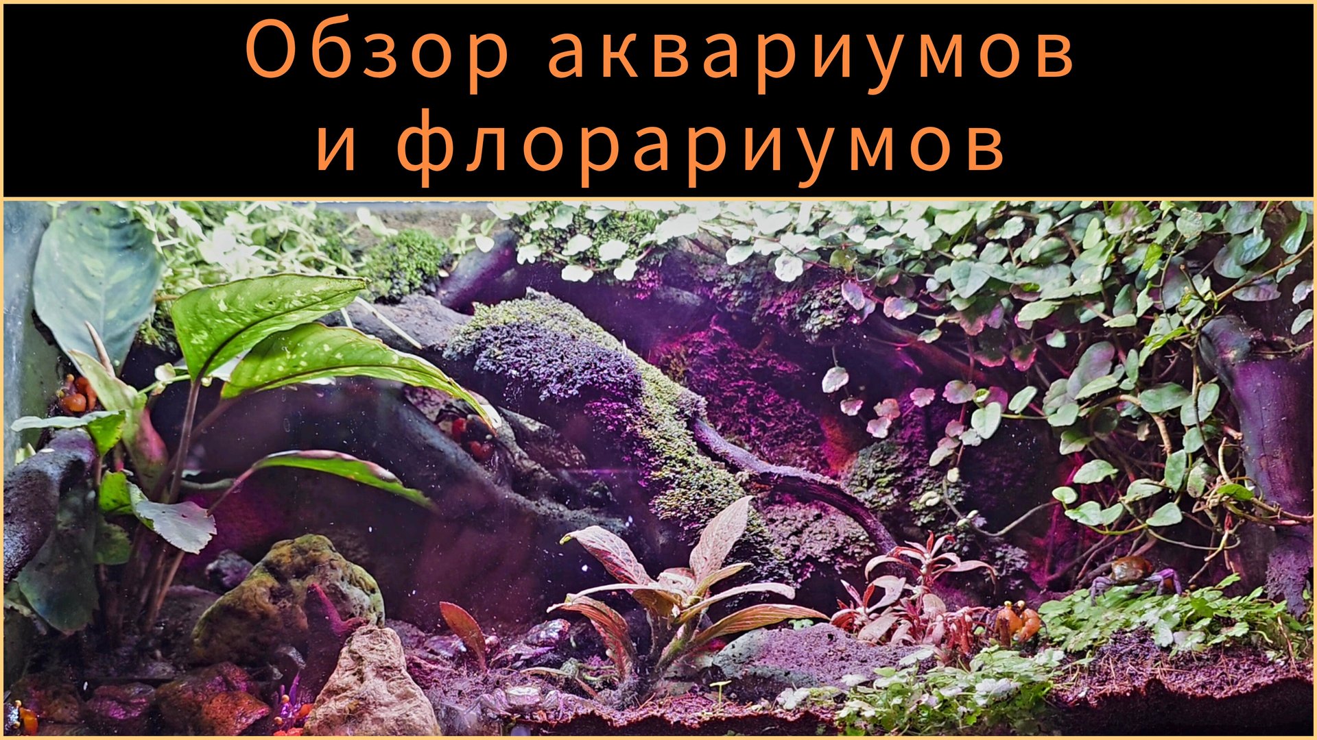 Обзор аквариумов и флорариумов