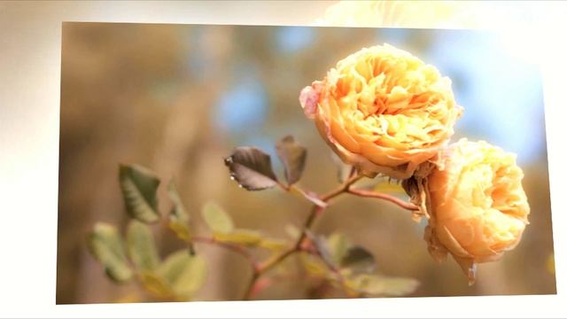 Atmosession - Vol.14 (chillout)