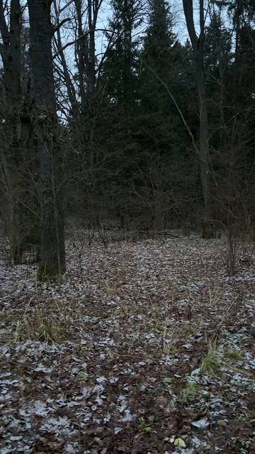 Прогулка anzl.ru в Дубовой рощице.