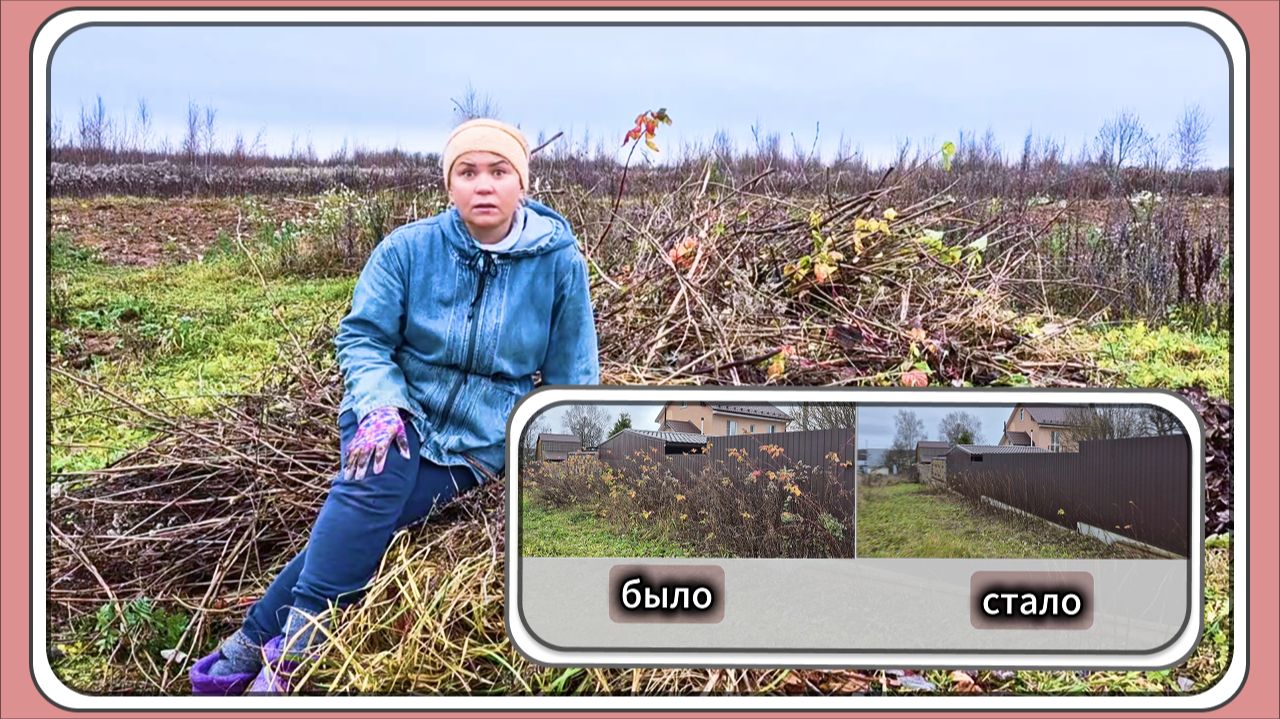 Осенняя чистка малины: как превратить заросли в урожай мечты!