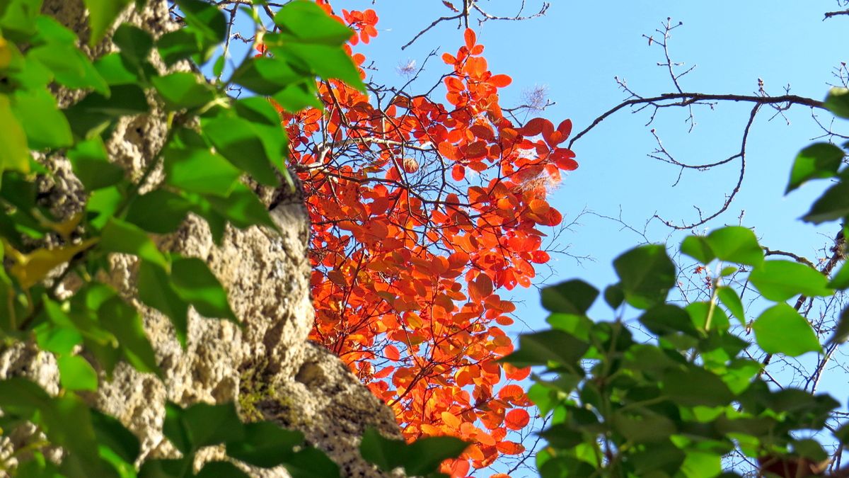 Лес, скалы, козы ущелья Кара-Кишла.