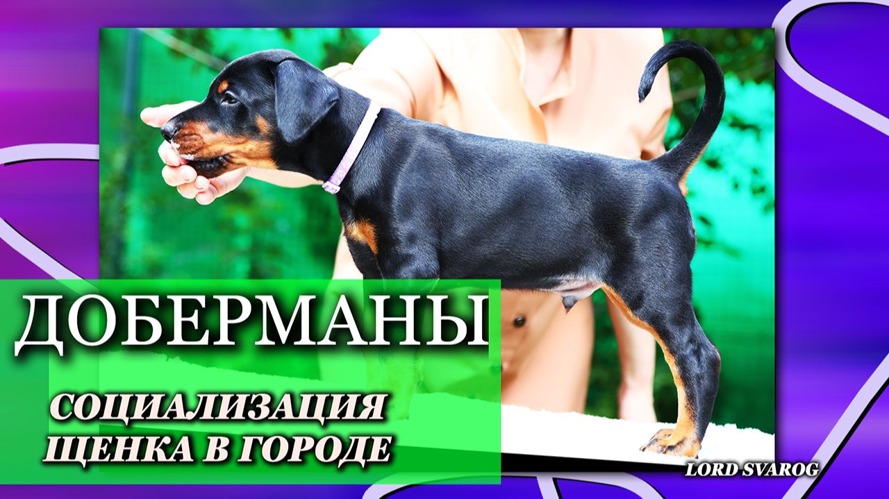 Щенки Добермана из питомника в Подольске проходят социализацию в Московской области.