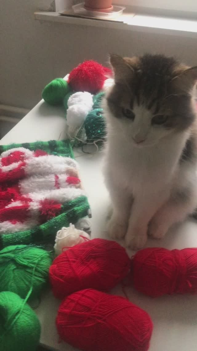 Вяжем с котом Масей ❤️ новогодний пуловер с Дедом Морозом