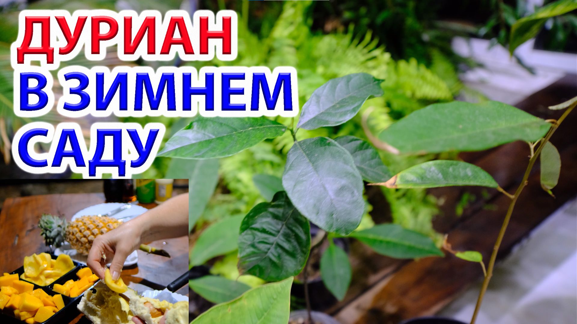 Дуриан в зимнем саду