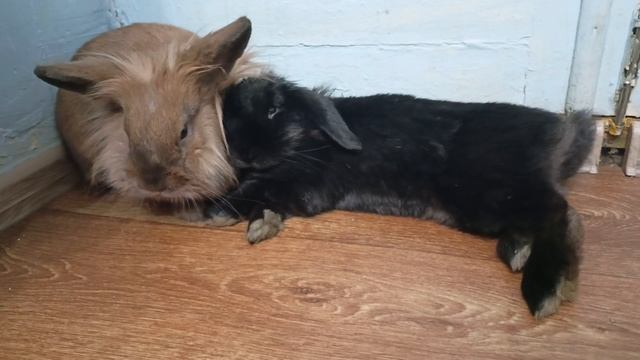 Кроличьи нежности ❤️