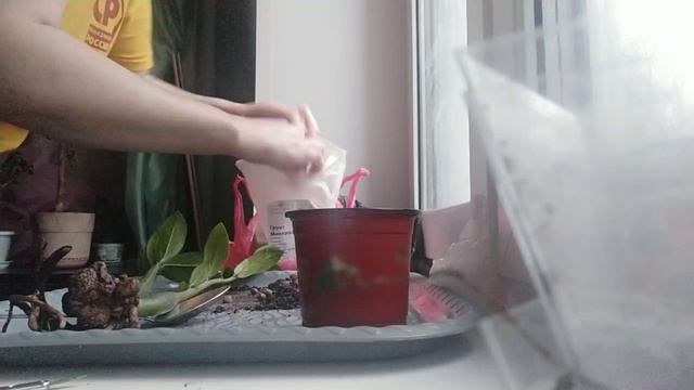 Замиакулькас  пересадка в минеральный грунт