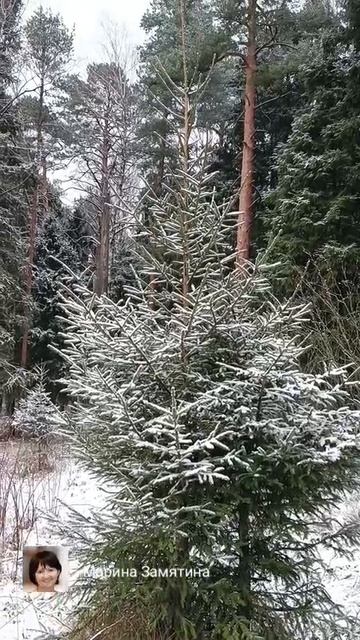 Сегодня выпал снежок.