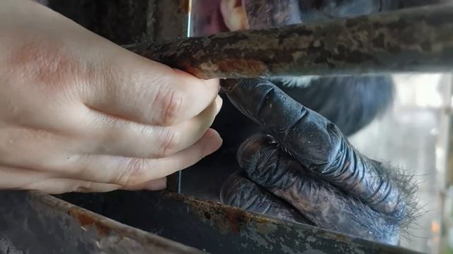 Видео по уходу от шимпанзе | ASMR - Груминг