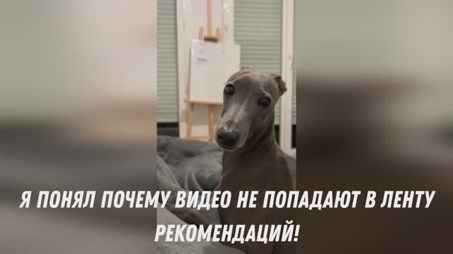 ЛЕВРЕТКА БЛОГЕР.