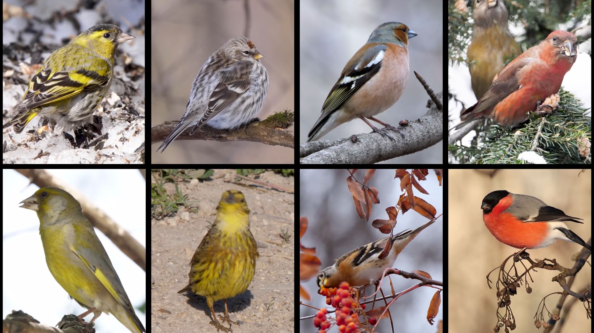 Видеорассказ о воробьях и птичках, похожих на них