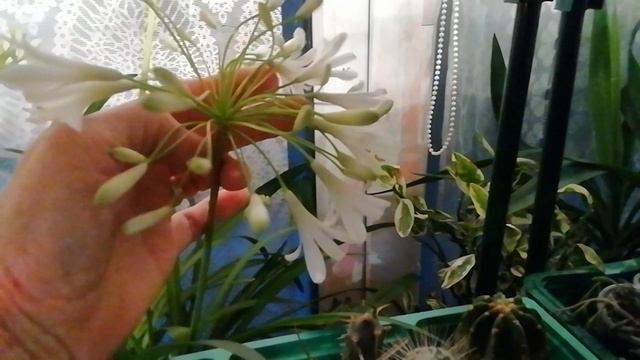 Как мои цветочки готовятся к Новому  Году!-часть 2.