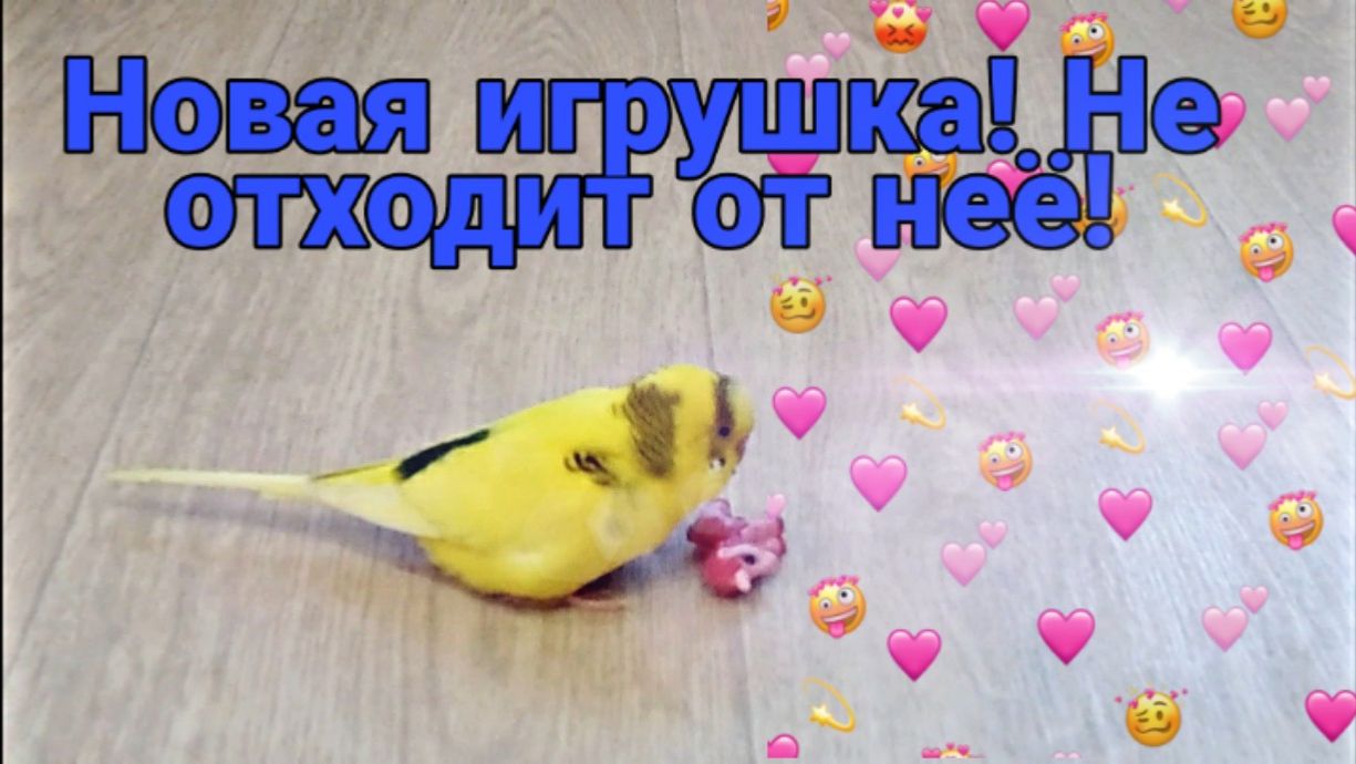Как весело играет попугай с новой игрушкой!Попугаю очень понравилась новая игрушка, сразу влюбился
