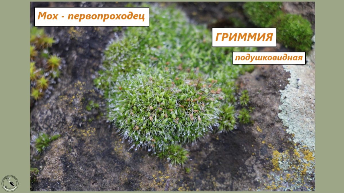 Мох Гриммия подушковидная - любит камни, не боится загрязнений