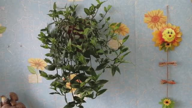 КАК БЫСТРО РАЗМНОЖИТЬ ТРАДЕСКАНЦИЮ ЗЕЛЕНУЮ!